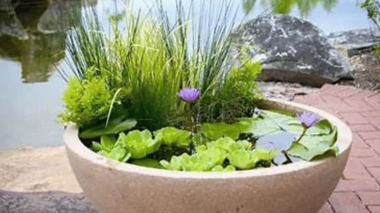 Cuma Modal Pot Bunga! Begini Cara Mudah Bikin Taman Air Mini yang ...